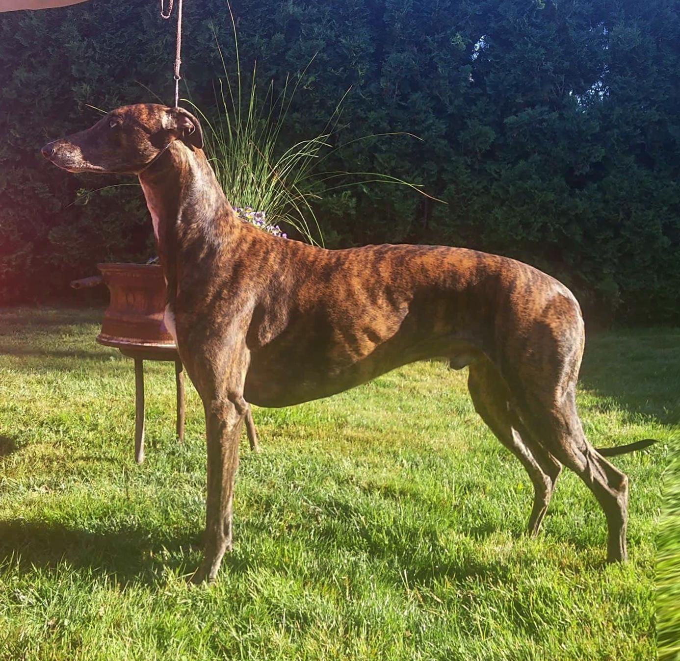 Western Gazehound Specialty Show, Hazelmere Park, Surrey Canada – 29.07 ...